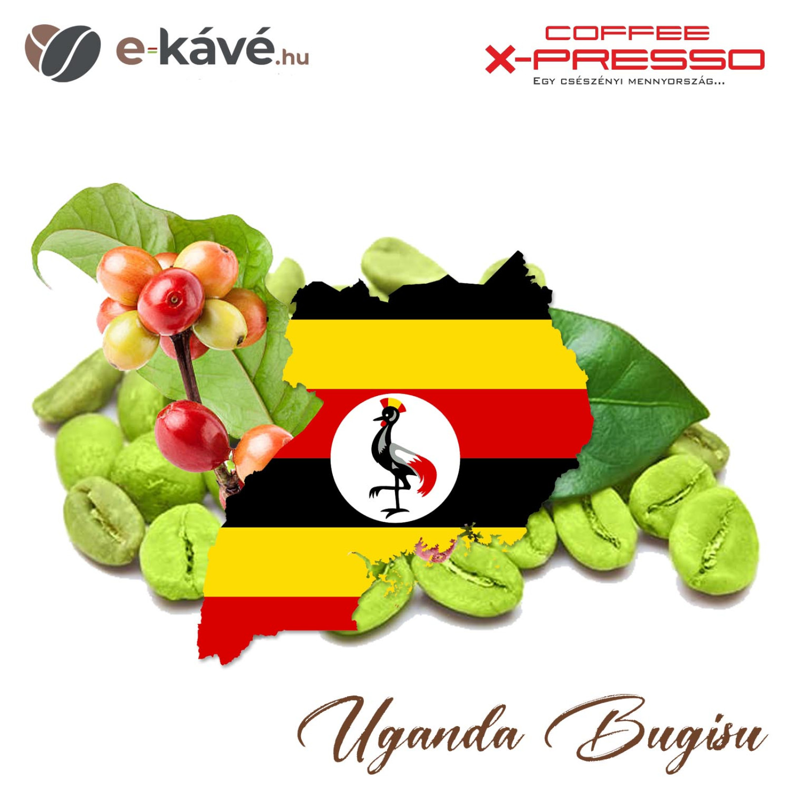Uganda Bugisu - 1214