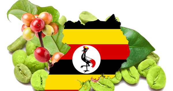 Uganda Bugisu - 1214